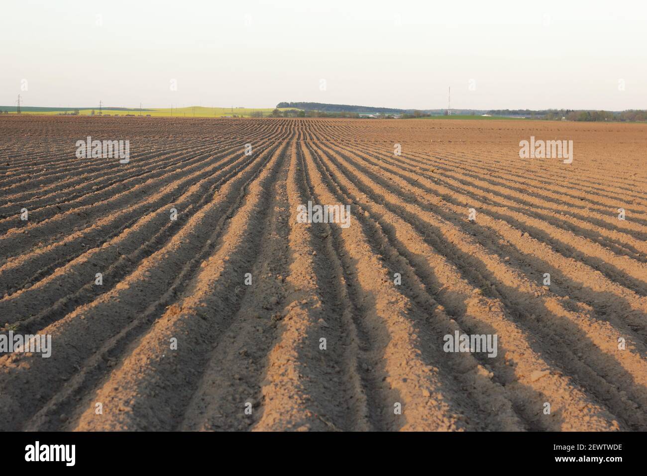 Rows of plough land with planted potatoes in spring, empty clean ...