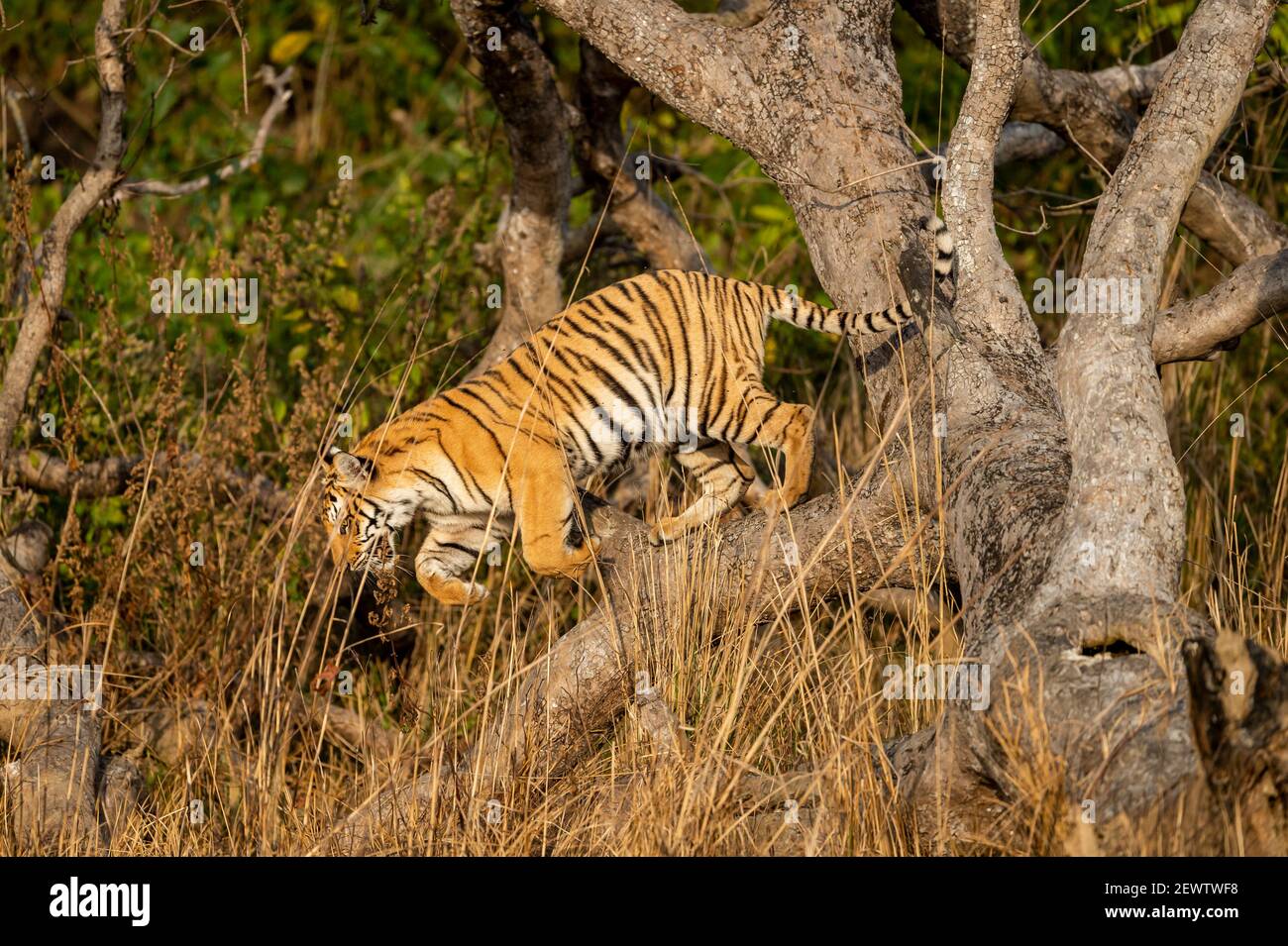 Tiger Climbing Tree High Resolution Stock Photography and Images - Alamy