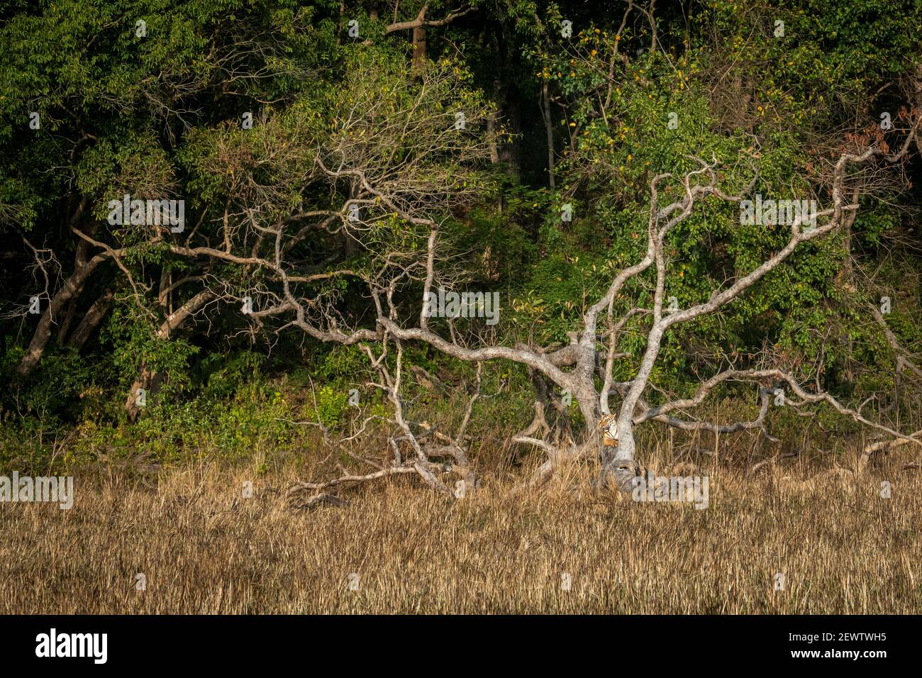 Wild royal bengal tiger resting on dead tree trunk at dhikala zone of ...
