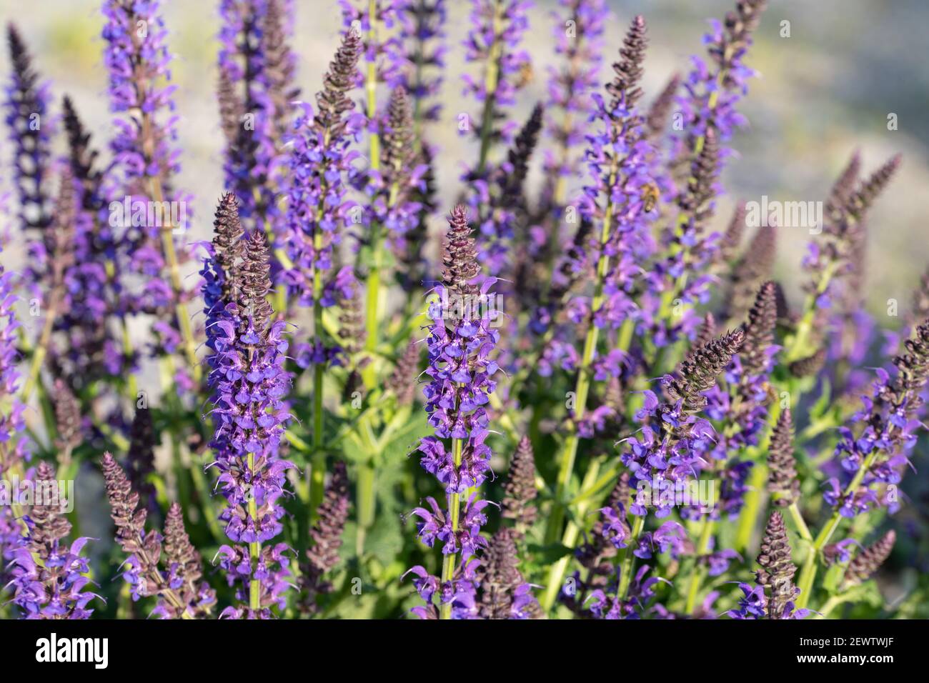 Violet flowering garden sage, Salvia nemorosa, in the garden Stock ...