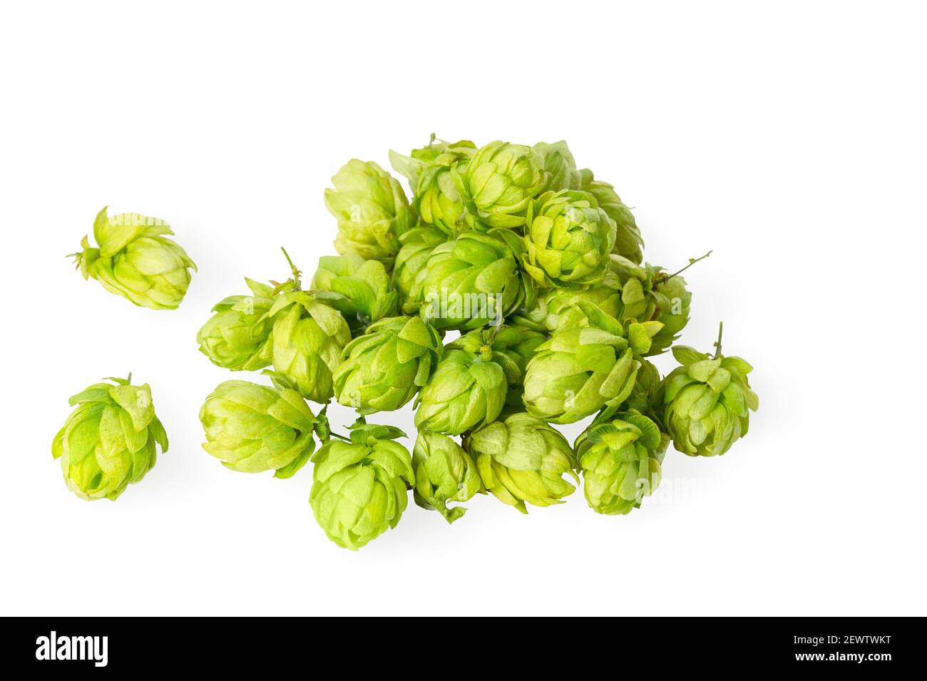 hop fruits isolated on white background Stock Photo - Alamy