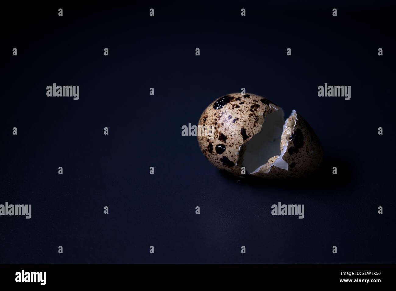 broken Quail eggshell isolated on black background Stock Photo - Alamy
