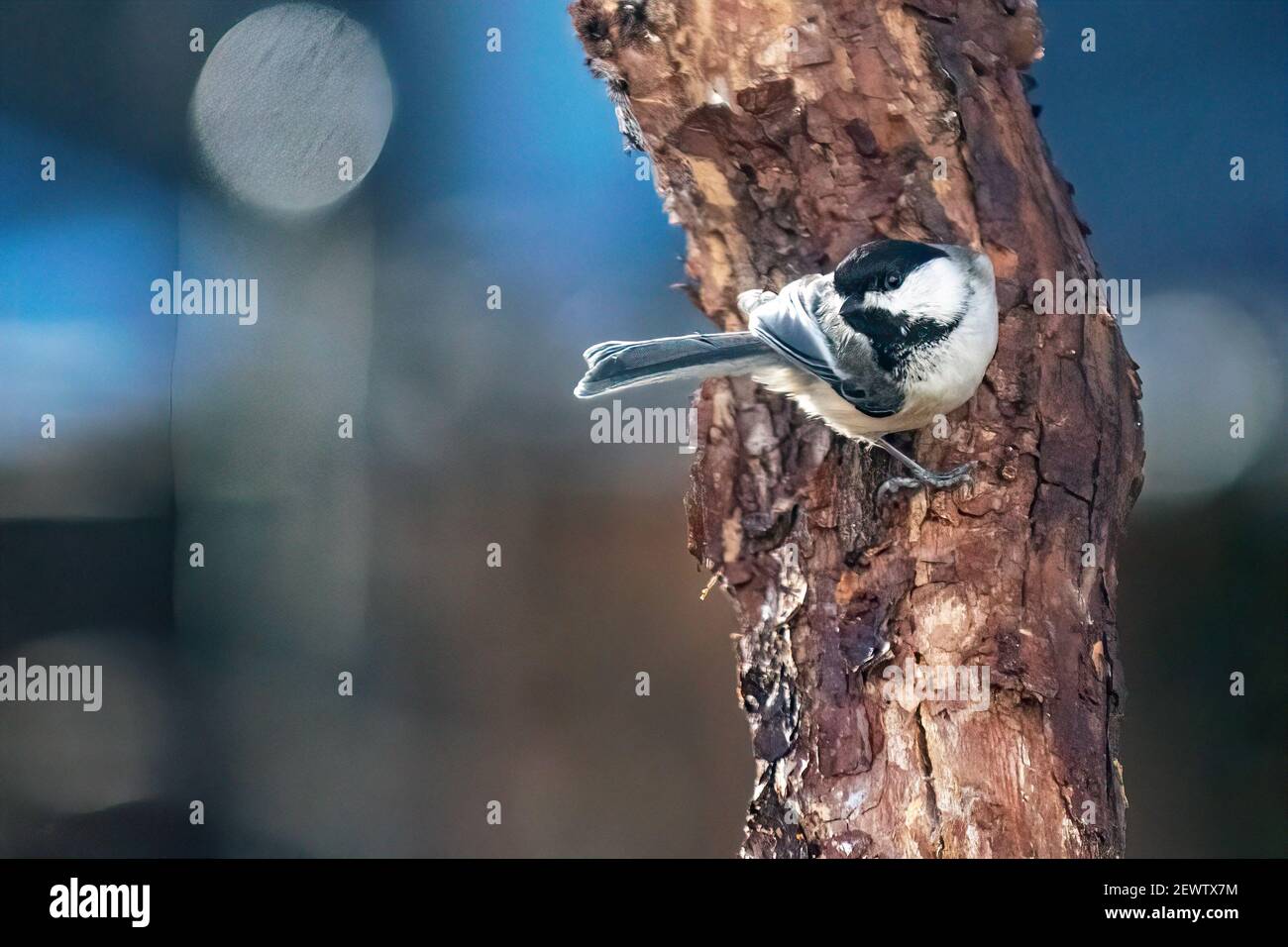 Black-capped chickadee in backyard habitat Stock Photo - Alamy