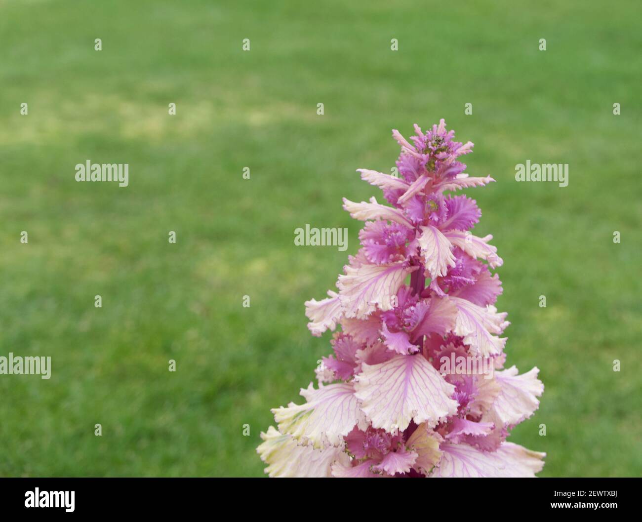 Pink decorative cabbage hi-res stock photography and images - Alamy