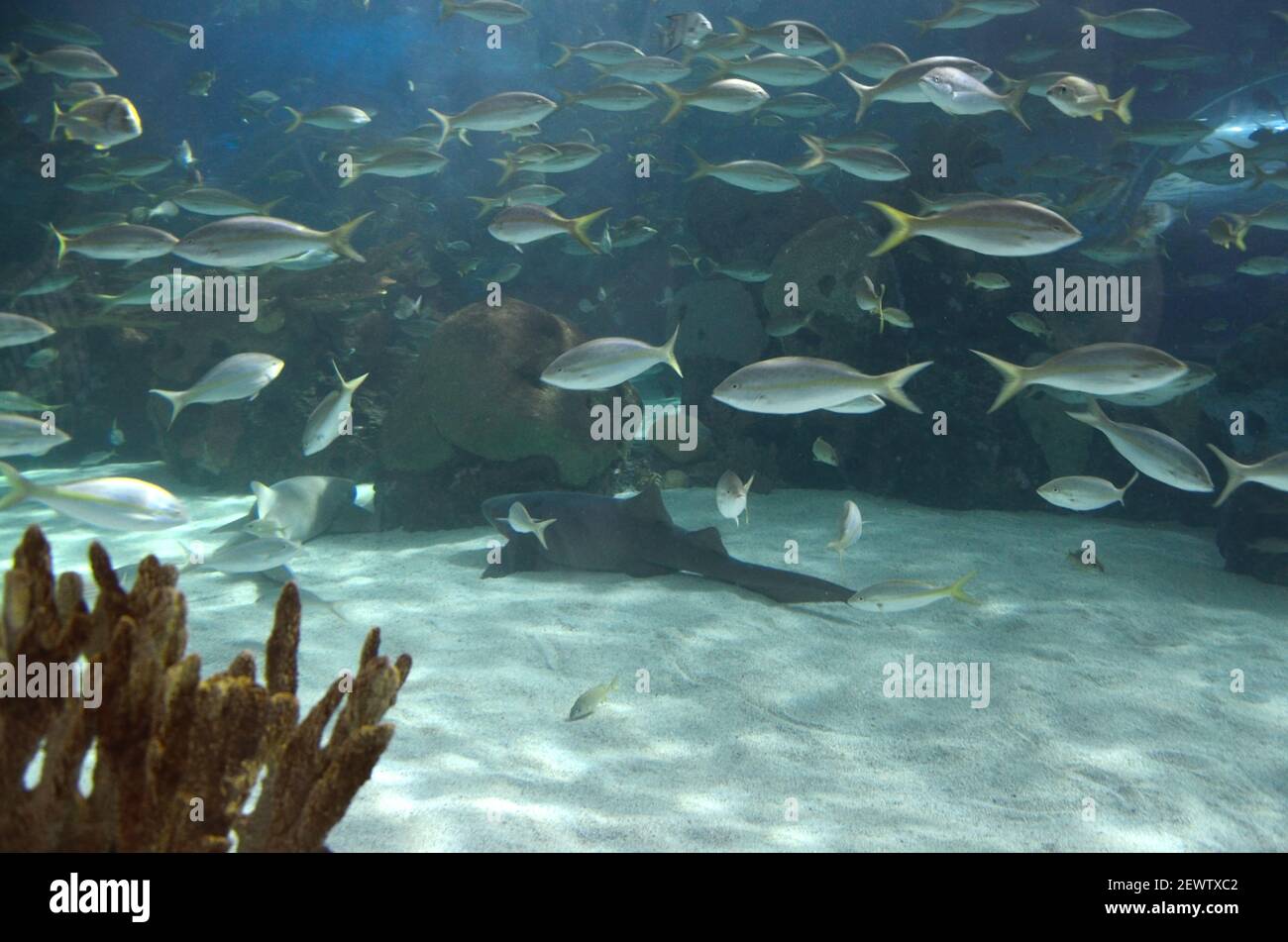 Bottom tank hi-res stock photography and images - Alamy
