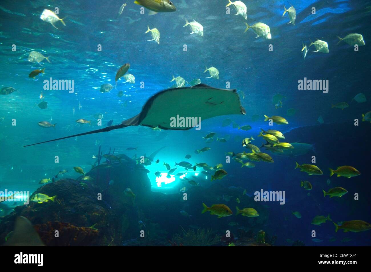 Batoidea hi-res stock photography and images - Alamy