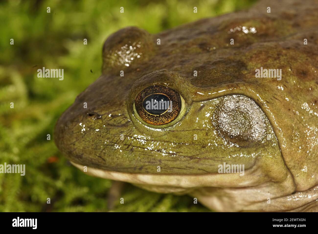 American bullfrog rana catesbeiana hi-res stock photography and images ...