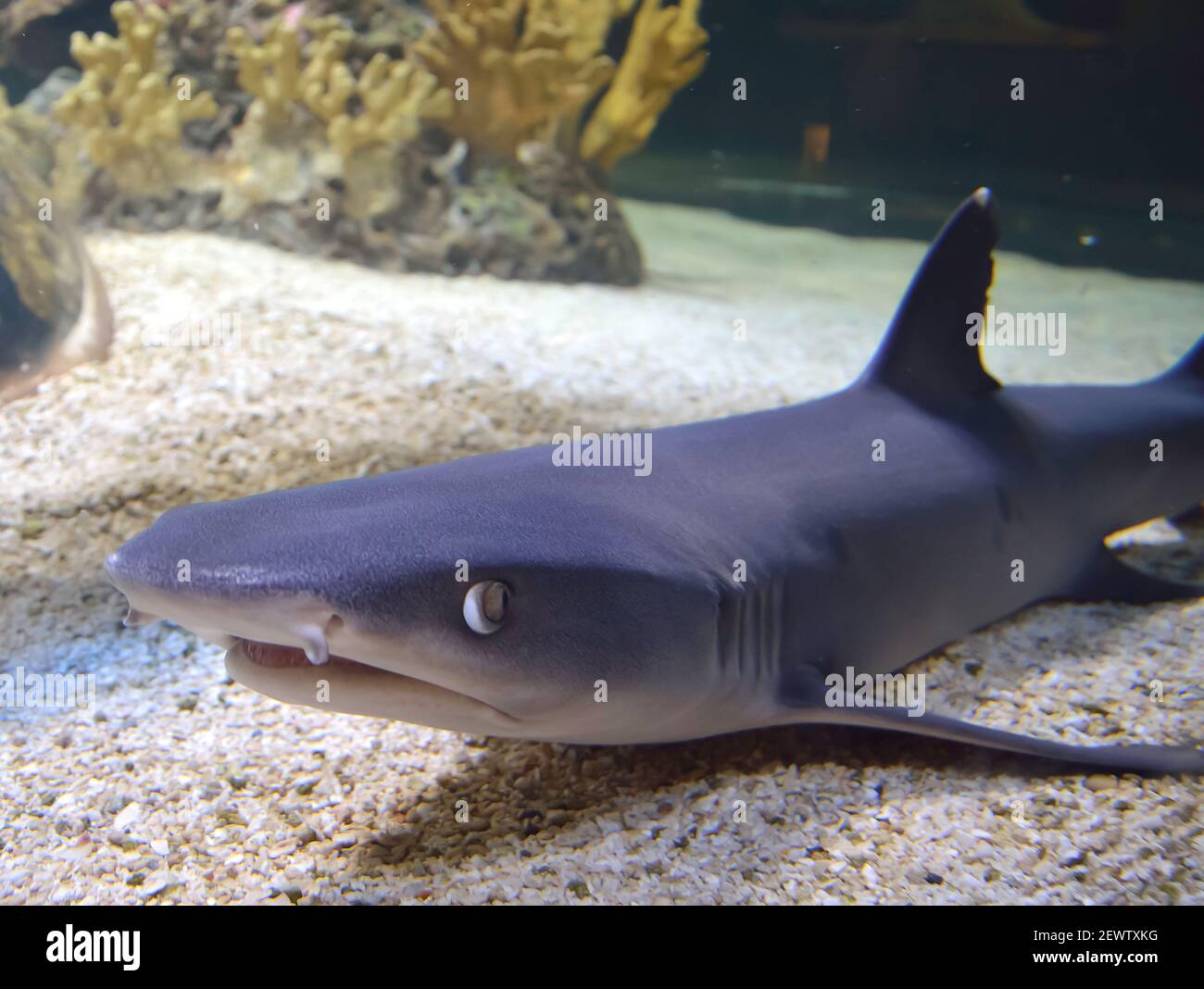 Close up of the face of a young shark Stock Photo - Alamy