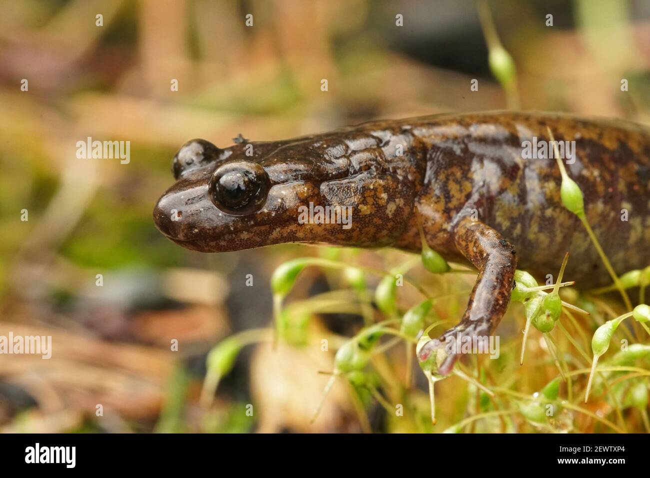Terrestrial salamanders hi-res stock photography and images - Alamy