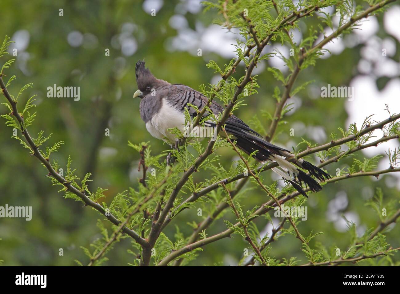 White-bellied Go-away-bird (Criniferoides leucogaster) female perched ...