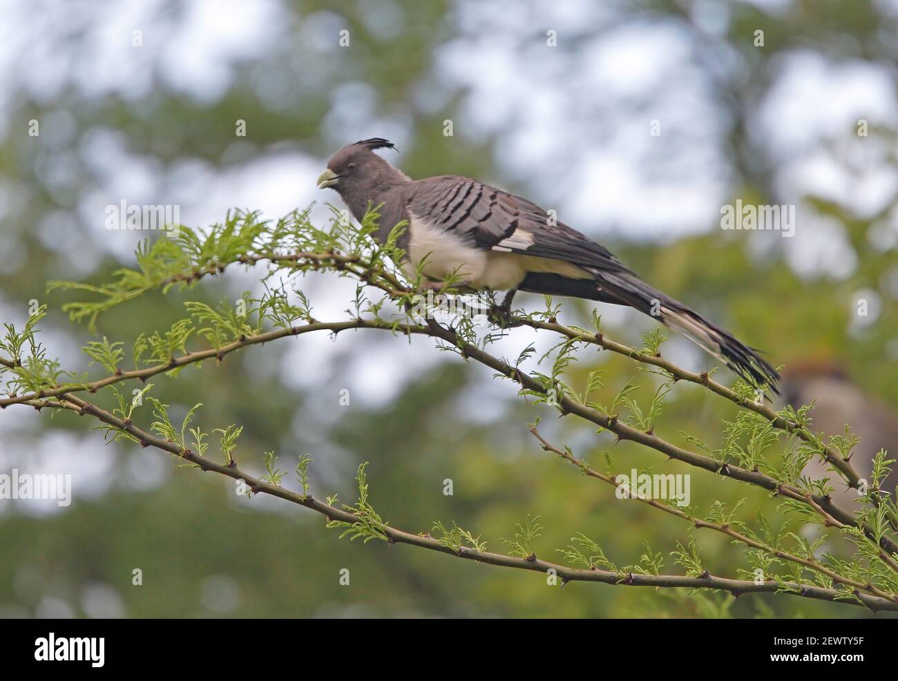 White-bellied Go-away-bird (Criniferoides leucogaster) female perched ...