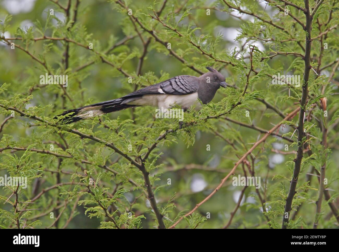 White-bellied Go-away-bird (Criniferoides leucogaster) male perched in ...