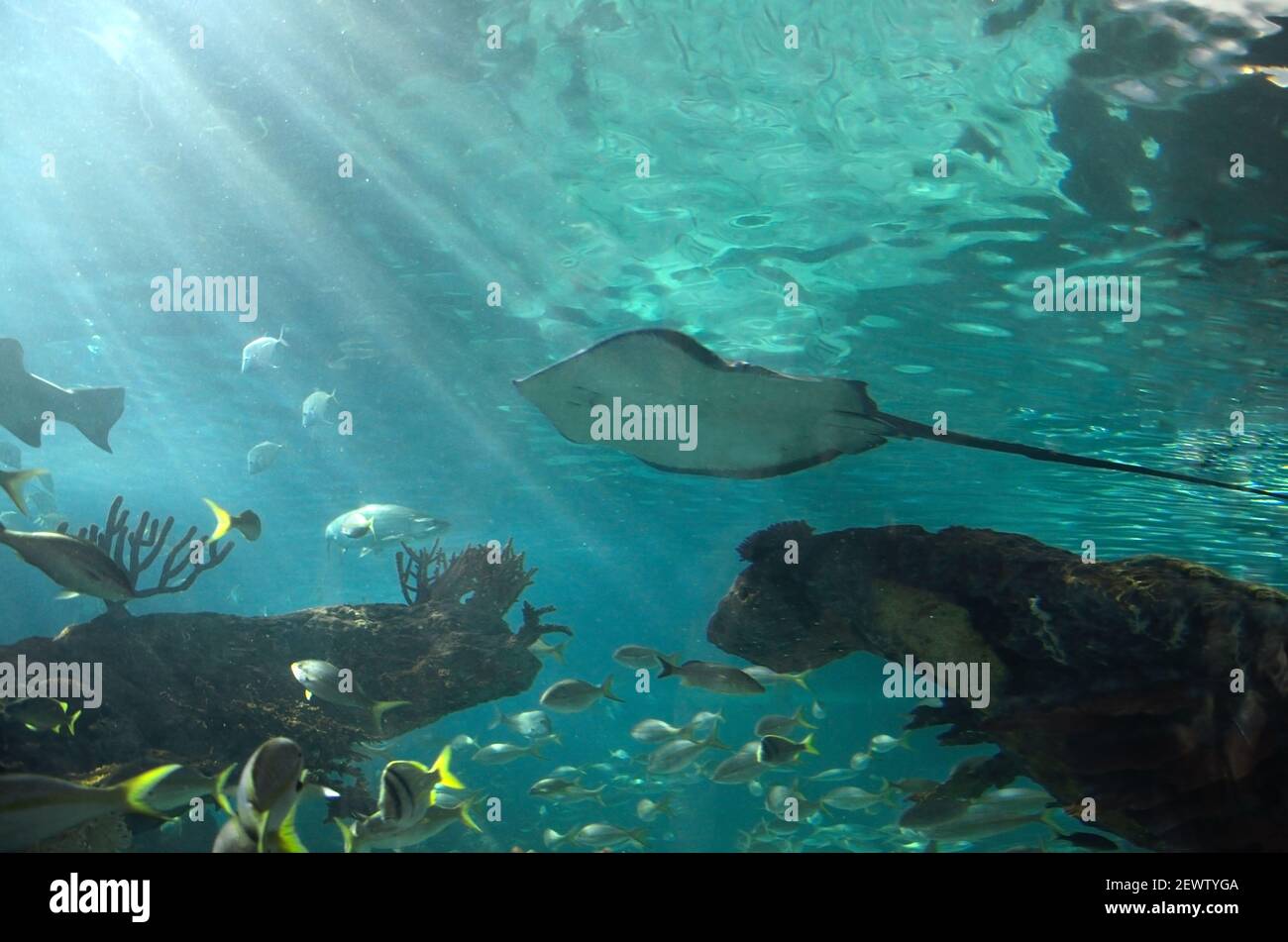 Batoidea swimming with other fishes in a fishkeeper tank of an aquarium ...