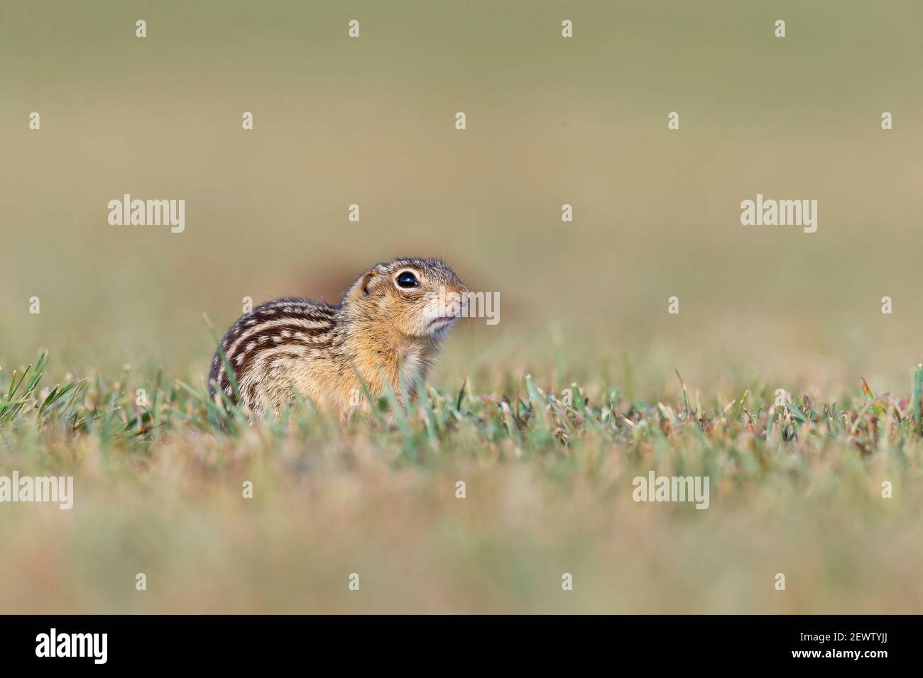 Thirteen Lined Squirrel High Resolution Stock Photography and Images ...