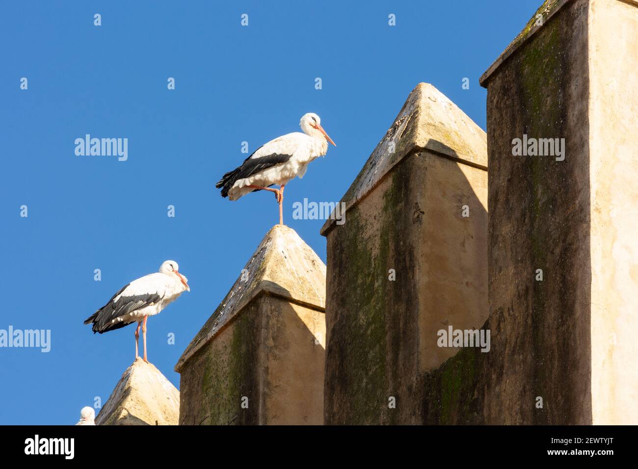 Morocco birds hi-res stock photography and images - Alamy