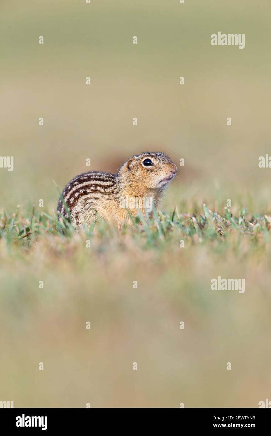 Thirteen Lined Ground Squirrel High Resolution Stock Photography and ...