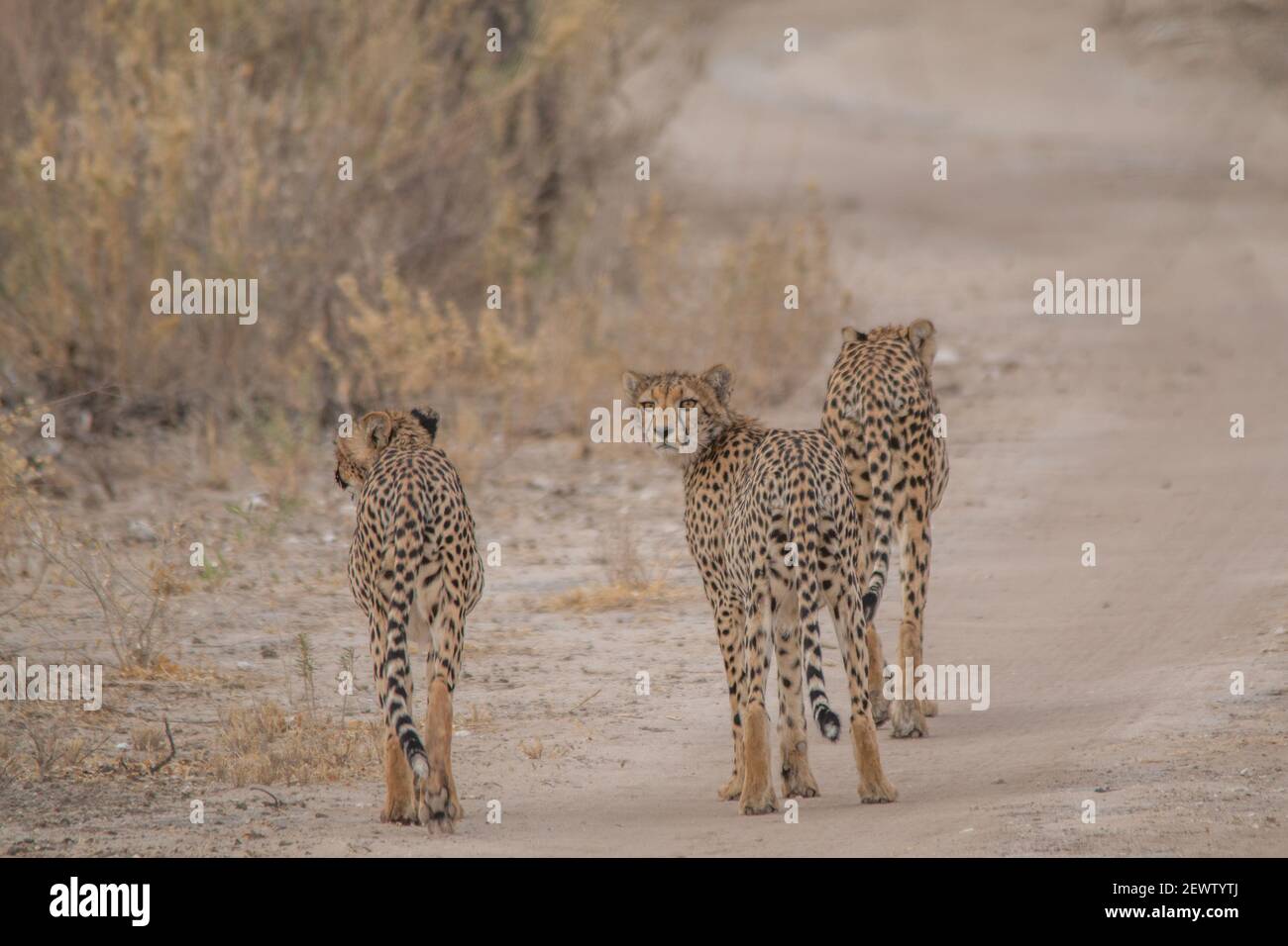 Cheetahs walking and standing in the grassland of the savanna in the ...