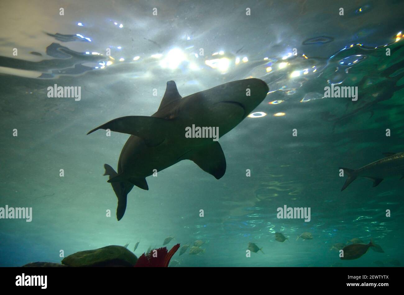 Shark swimming with other fishes in a fishkeeper tank of an aquarium ...