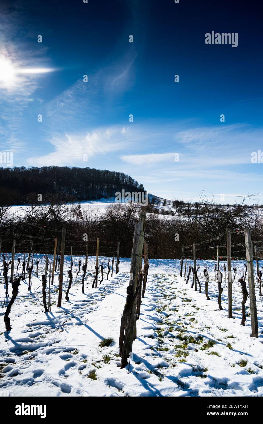 A beautiful vertical shot of a snowy vineyard with a forest on a hill ...