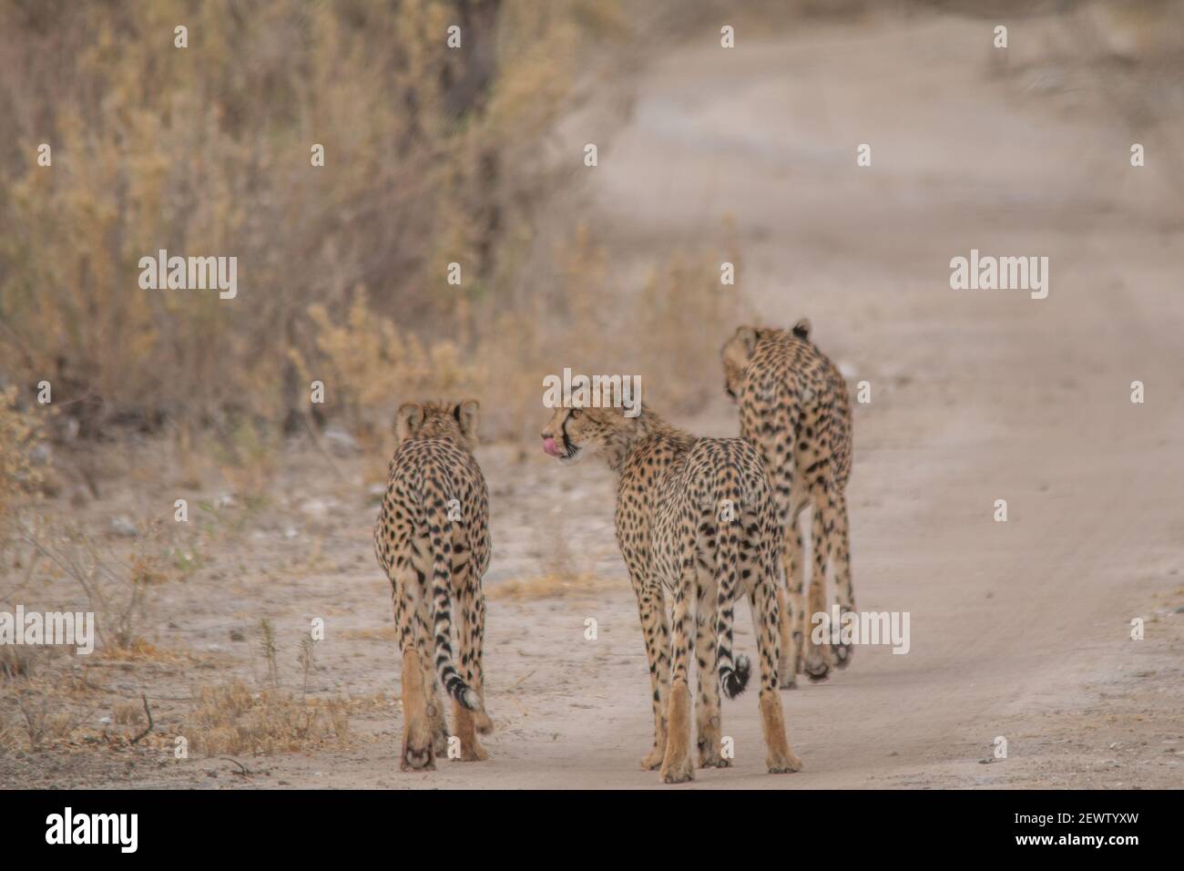 Puma grassland hi-res stock photography and images - Alamy