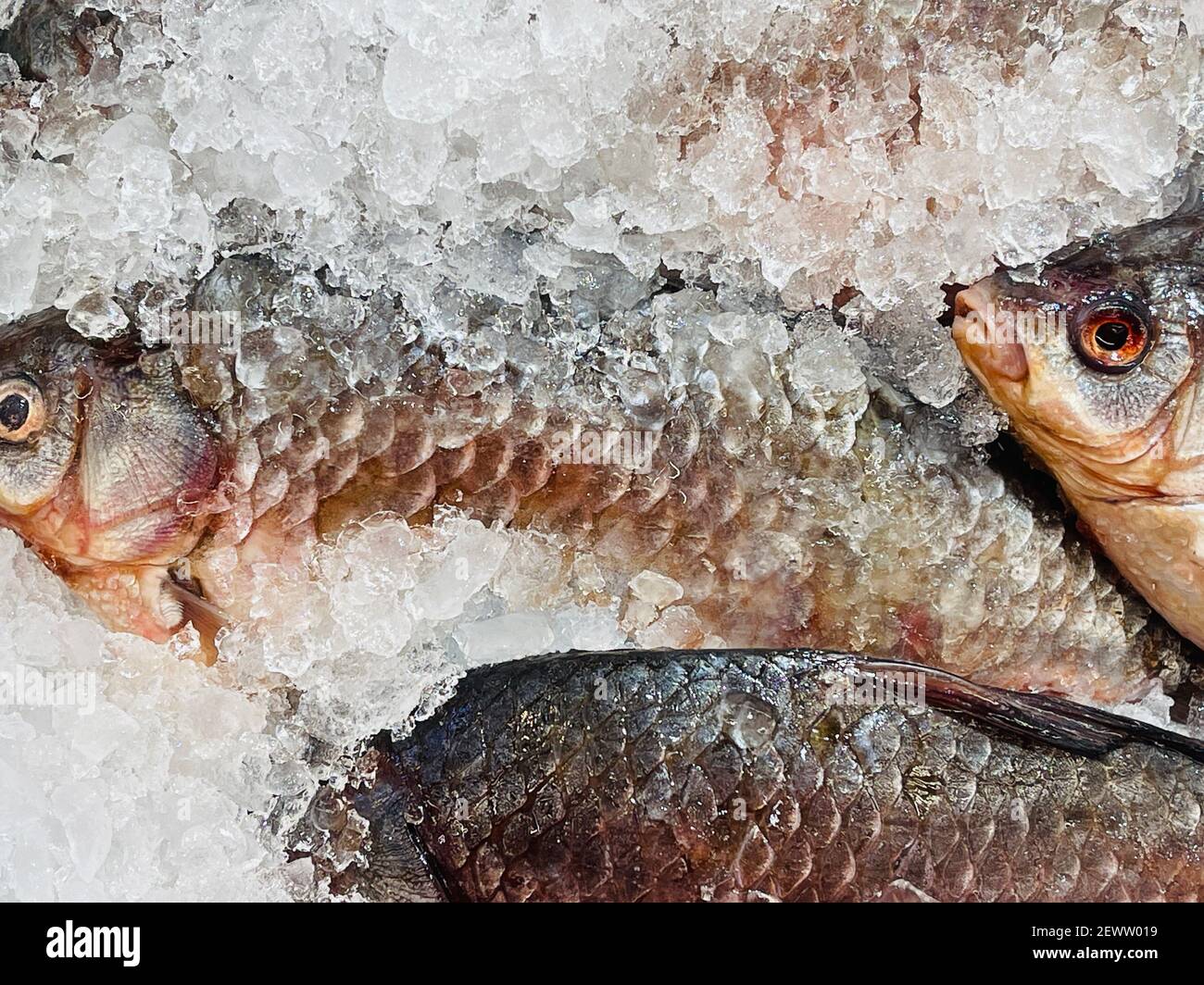 Close up of fresh raw fish in pieces of ice. Chilled fish lying on ...
