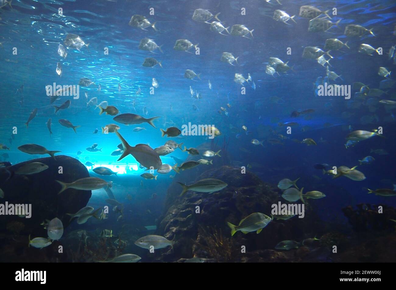 Fishes shoaling and schooling in a fishkeeper tank Stock Photo - Alamy