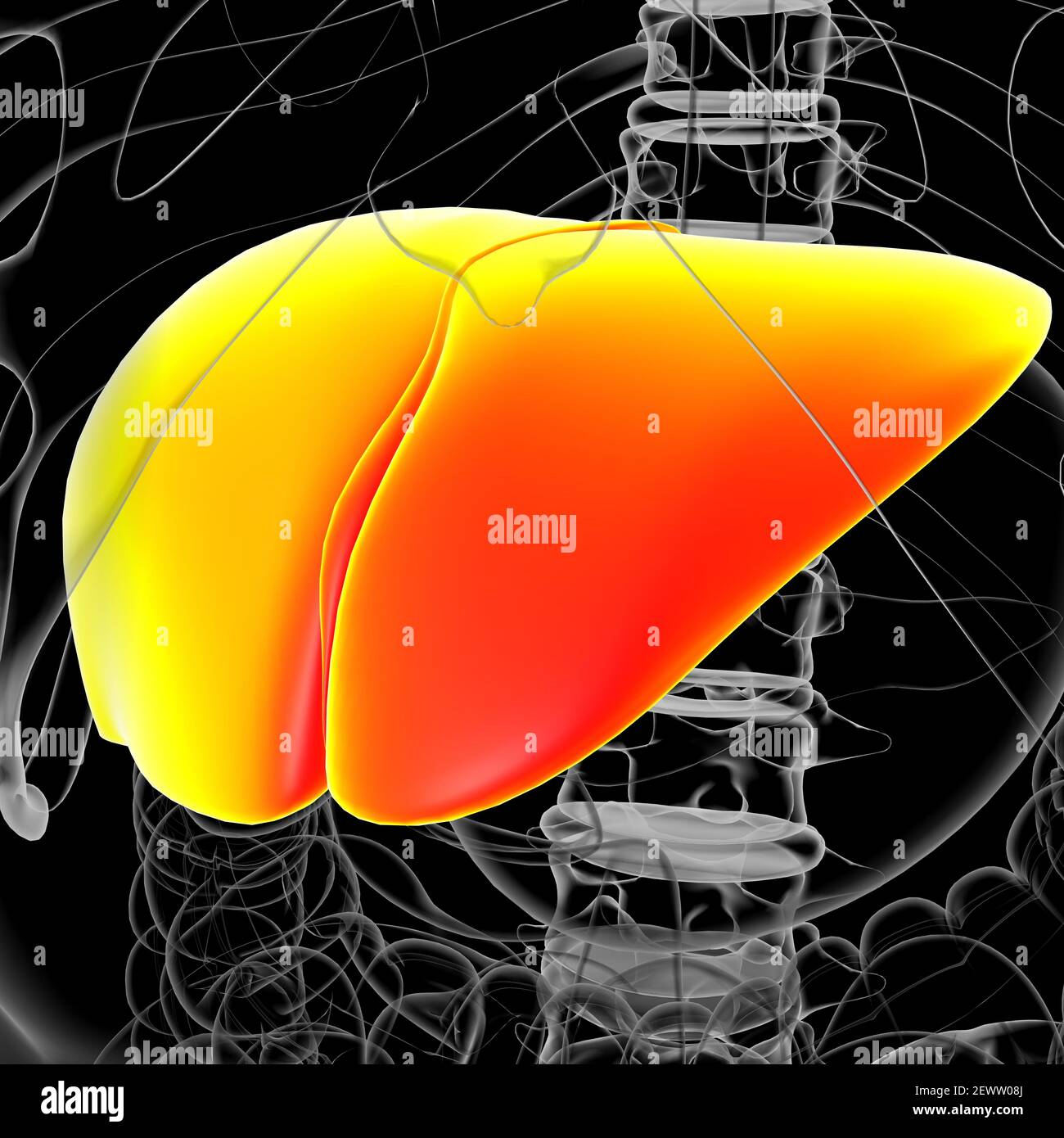 Liver 3D Illustration Human Digestive System Anatomy For Medical ...