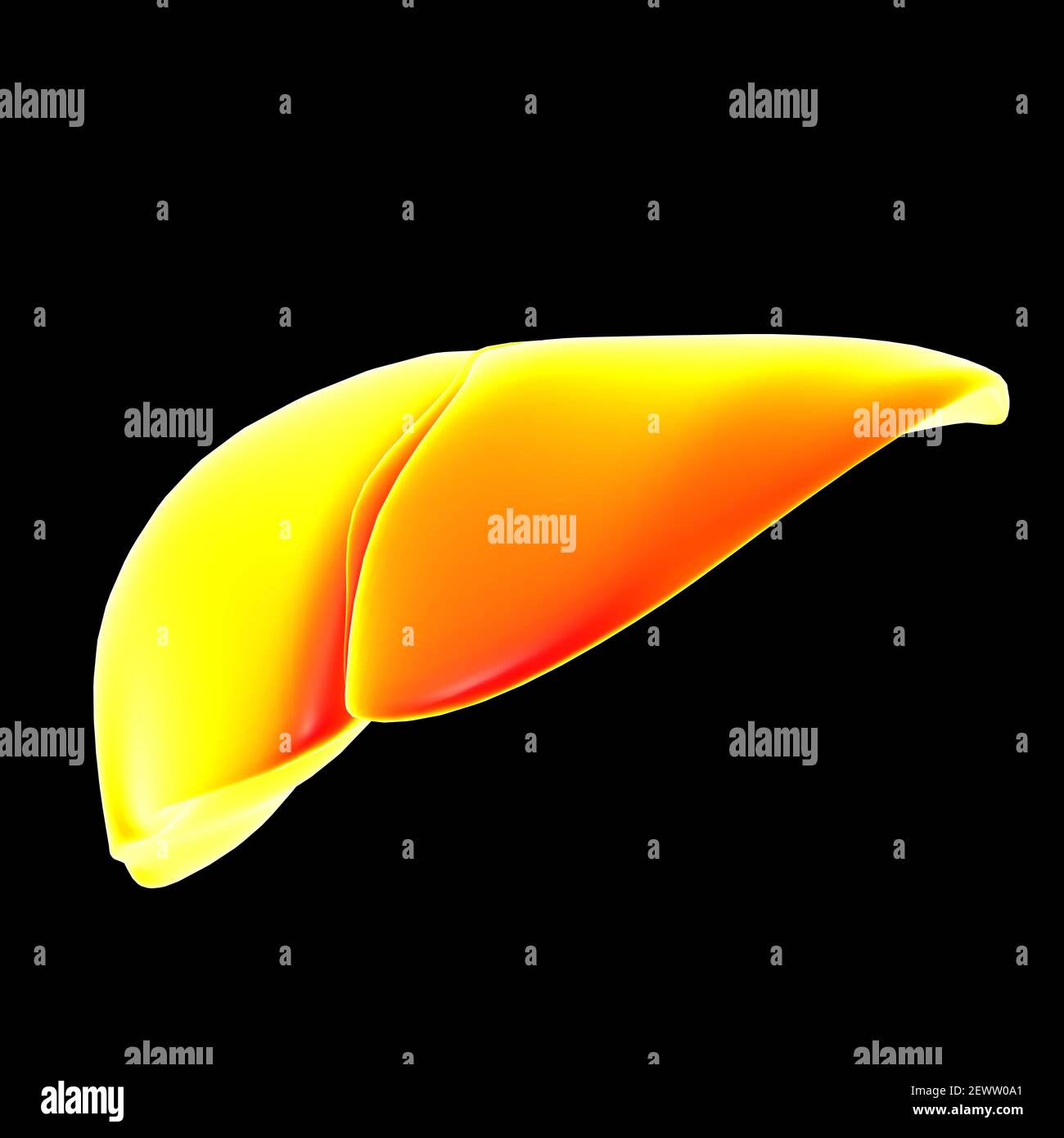 Liver 3D Illustration Human Digestive System Anatomy For Medical ...