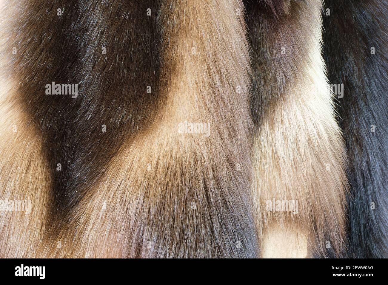 Products from natural fur wild animals Stock Photo - Alamy