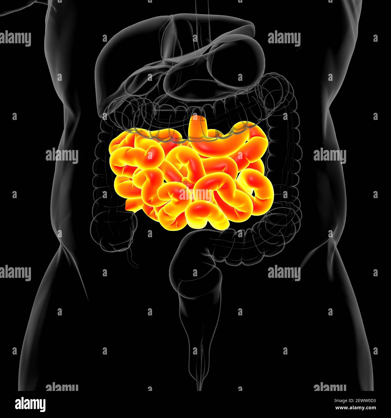 Small Intestine 3D Illustration Human Digestive System Anatomy For ...