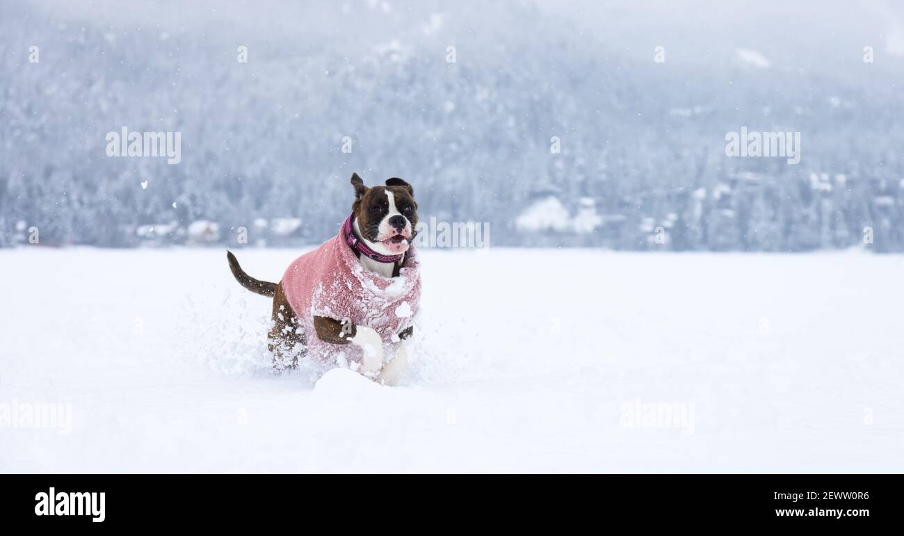 Adorable Female Boxer Dog playing in a snow Stock Photo - Alamy