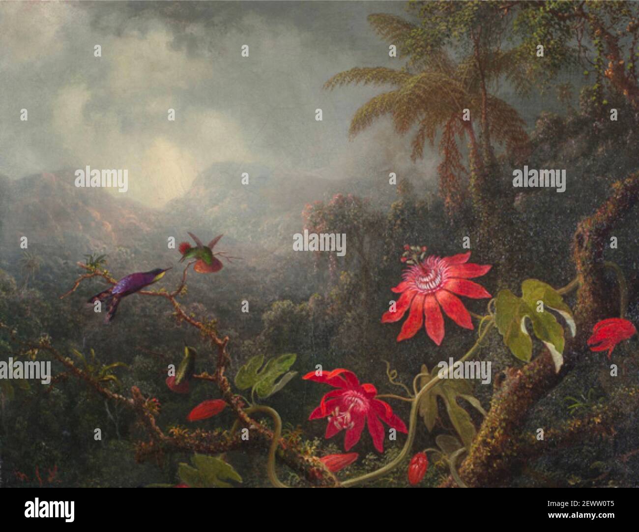 Passionflower with Three Hummingbirds by Martin Johnson Heade Stock ...