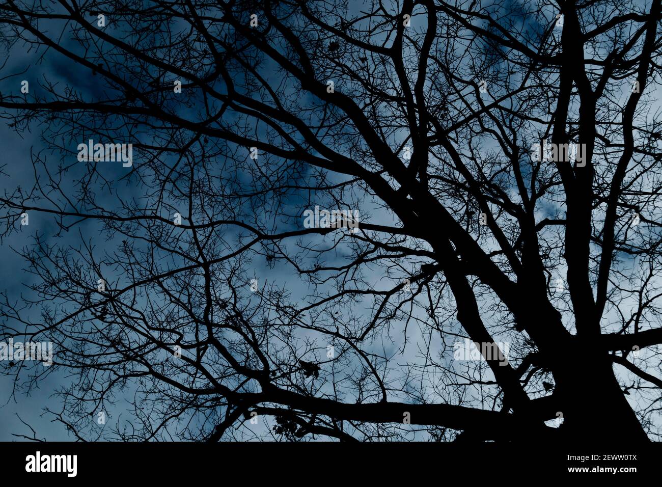 Spooky tree branches hi-res stock photography and images - Alamy