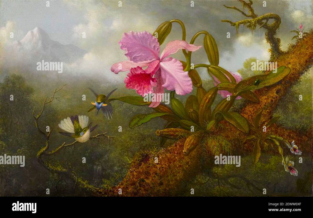 Cattleya Orchid and Two Hummingbirds by Martin Johnson Heade Stock ...