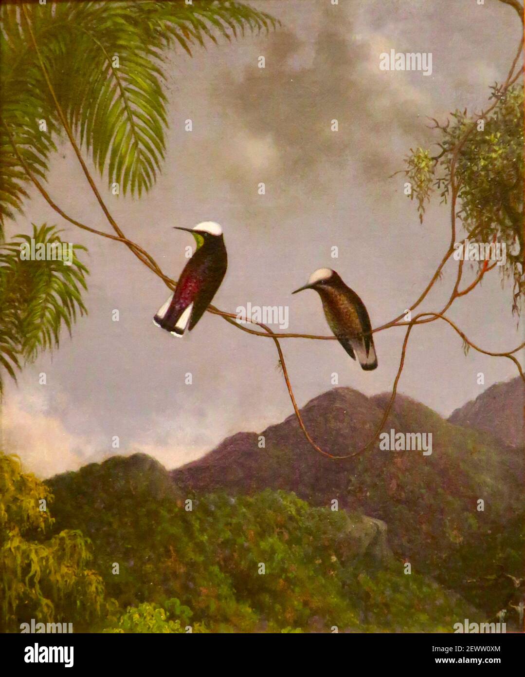 Martin johnson heade hi-res stock photography and images - Alamy