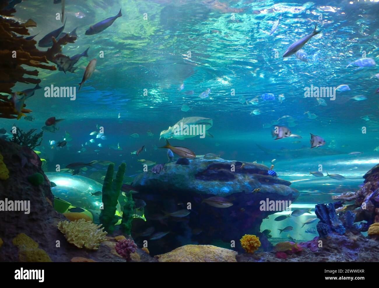 Shark and fish in captivity hi-res stock photography and images - Alamy