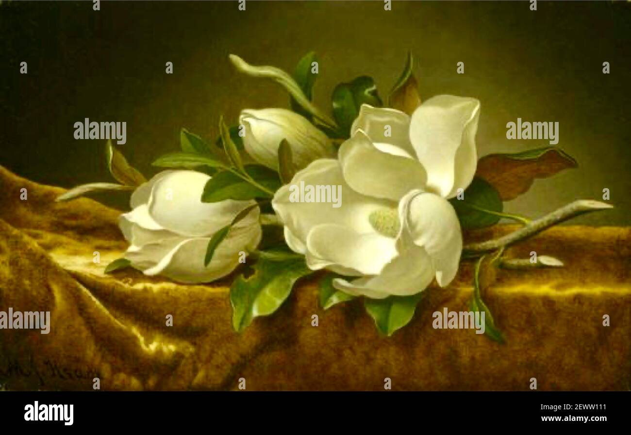 Magnolia on Gold Velvet Cloth by Martin Johnson Heade Stock Photo - Alamy