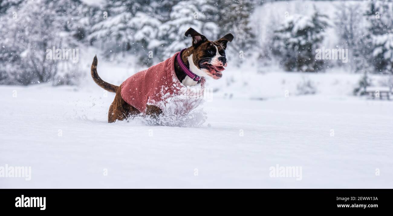 Dog playing in the snow Stock Photo - Alamy