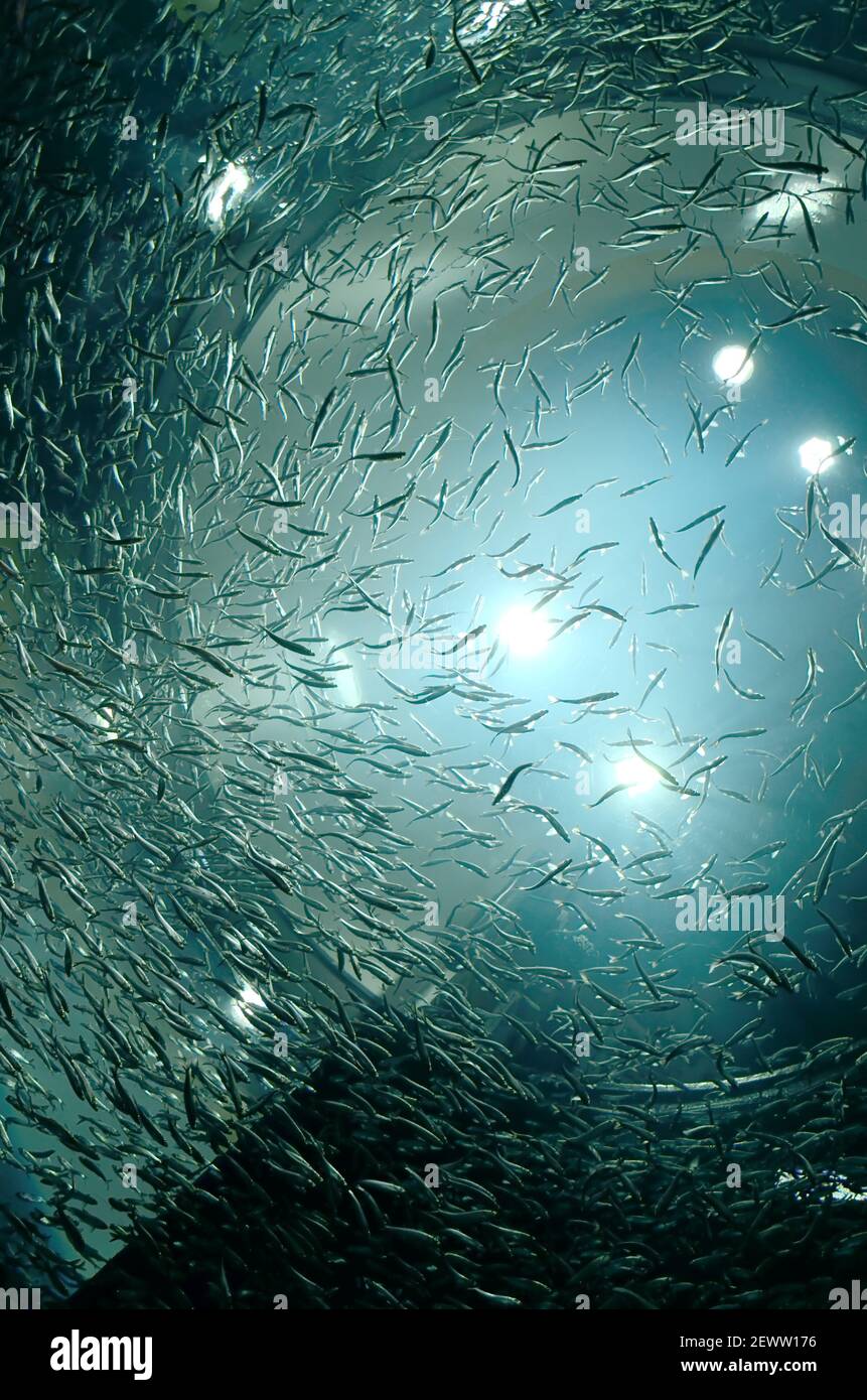 Shoaling fishes hi-res stock photography and images - Alamy