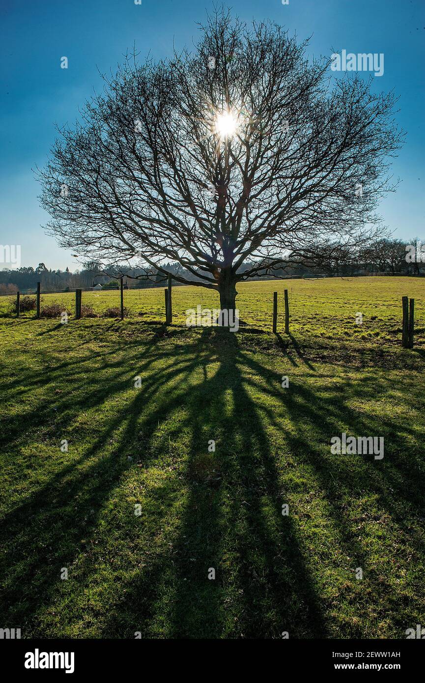 Light lit tree silhouette hi-res stock photography and images - Alamy