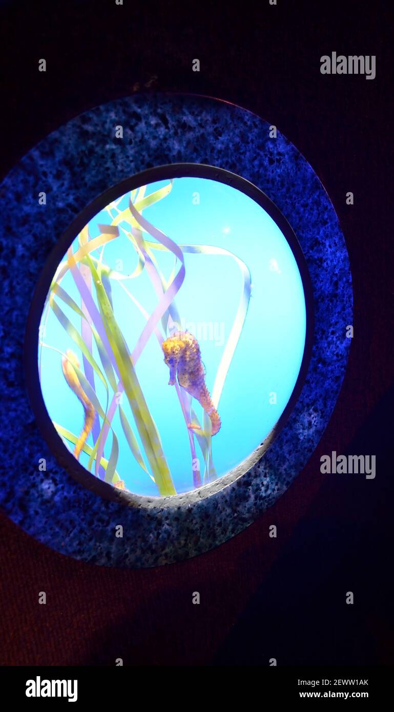 Seahorse fish tank hi-res stock photography and images - Alamy