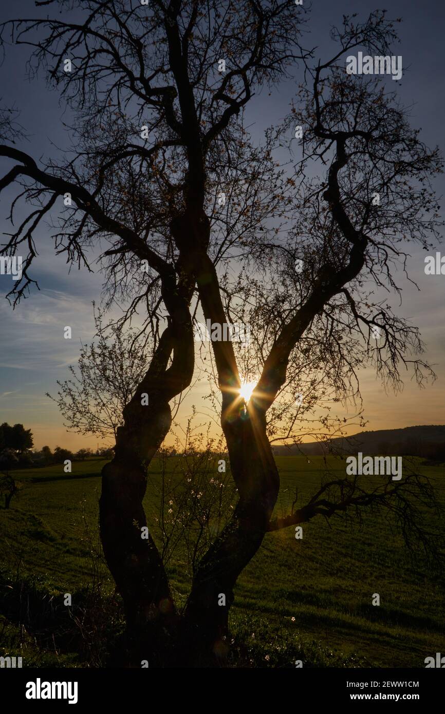 Back lit branches hi-res stock photography and images - Alamy