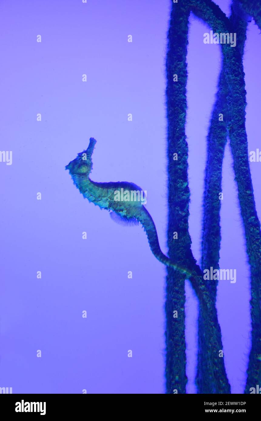 Seahorse fish tank hi-res stock photography and images - Alamy