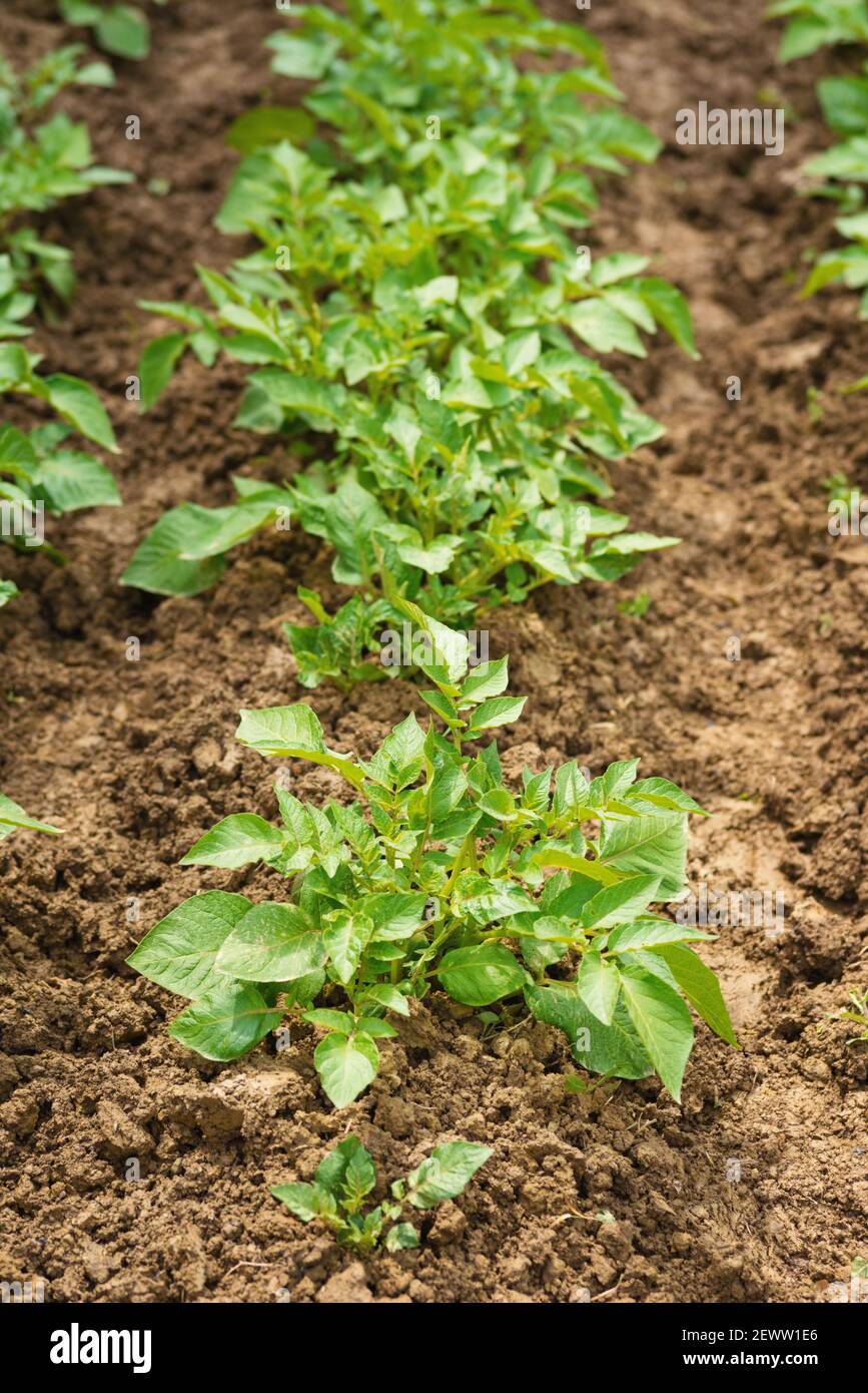 Green young potato plants in row growing in garden on brown soil. Close ...