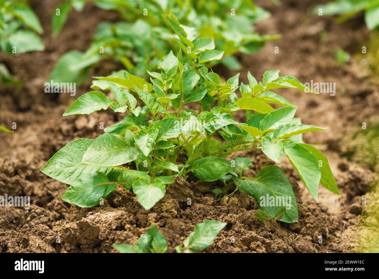 Green young potato plants in row growing in garden on brown soil. Close ...