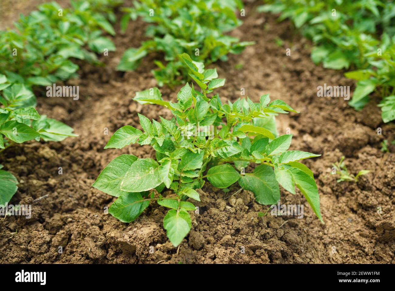 Green young potato plants in row growing in garden on brown soil. Close ...