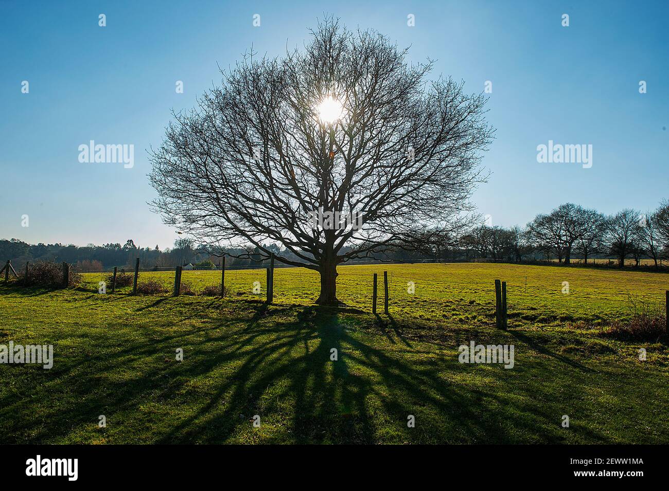 Backlit Tree in Fenced Field Stock Photo - Alamy