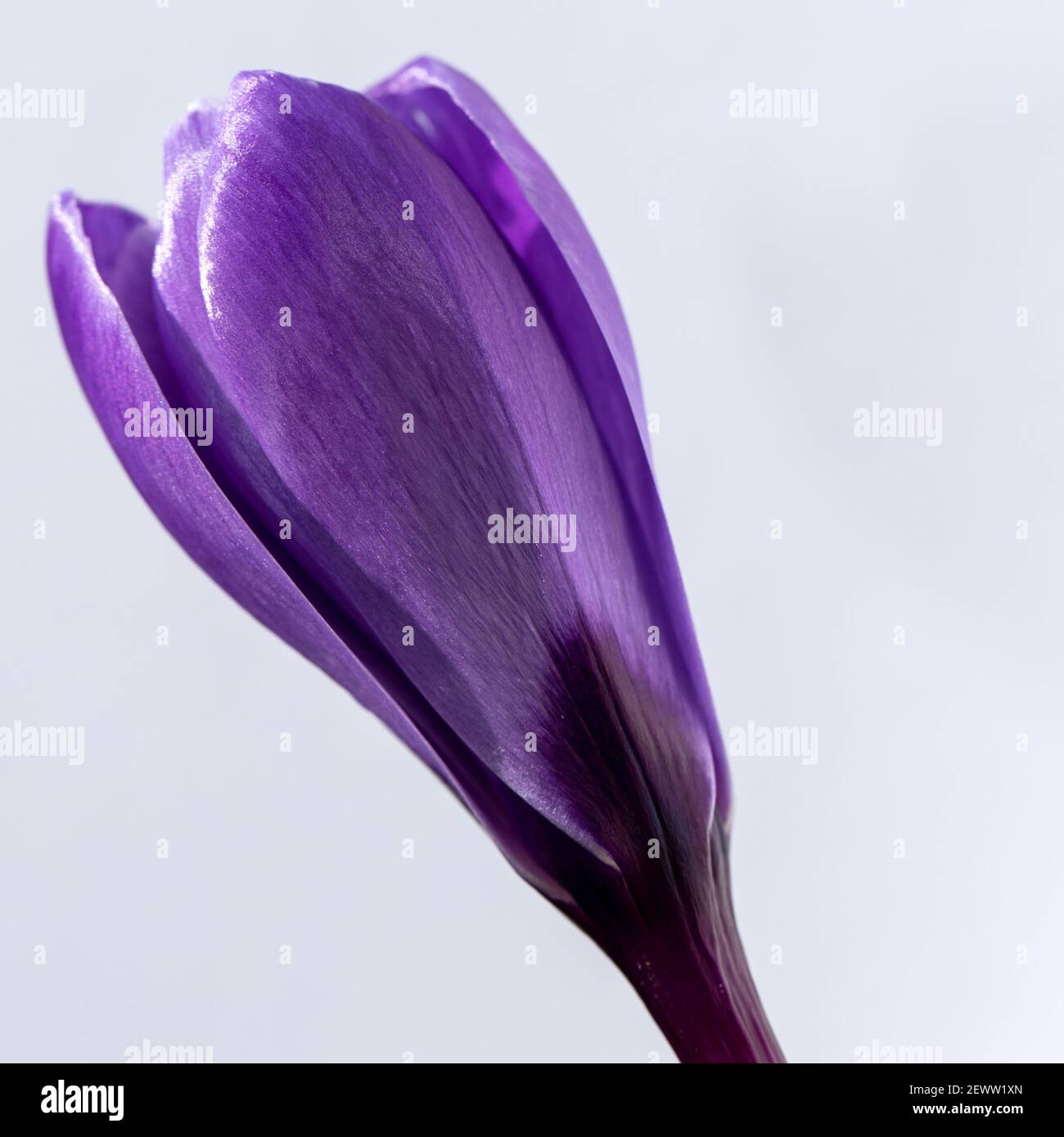 PURPLE CROCUS FLOWER MACRO Stock Photo - Alamy