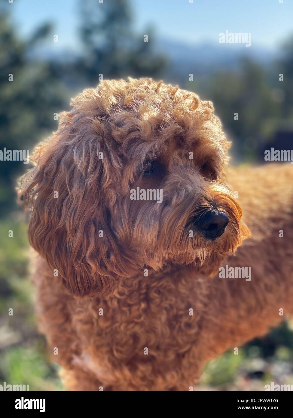 Ginger cavapoo puppy hi-res stock photography and images - Alamy