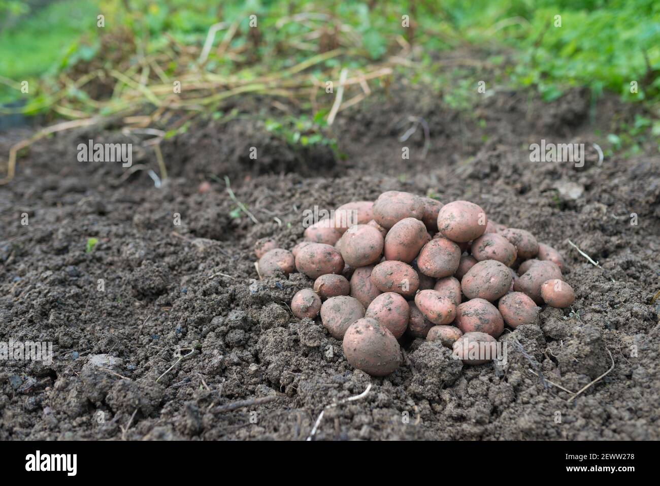 Pile of newly harvested potatoes - Solanum tuberosum on field. Harvesting potato roots from soil ...